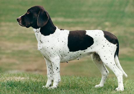 Gammel dansk honssehund: Razza - Descrizione - Carattere - Cuccioli ...