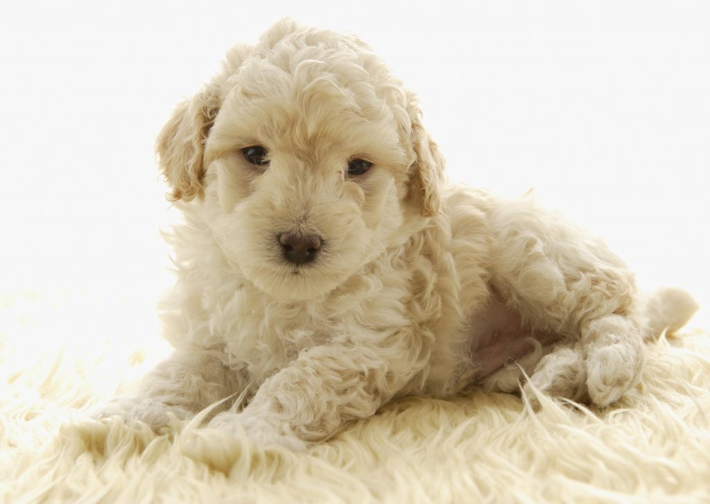 Lagotto: Razza - Descrizione - Carattere - Cuccioli - Foto - Prezzo