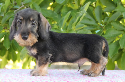 Bassotto Standard a Pelo Duro: Razza - Descrizione - Carattere ...