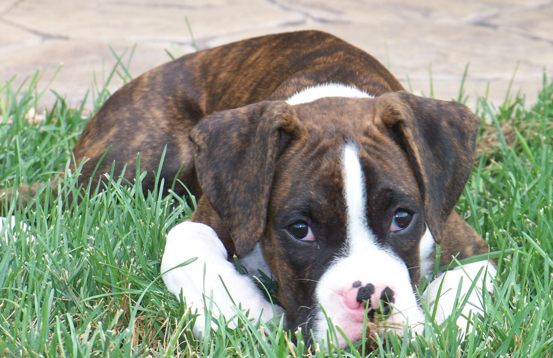 Boxer Tigrato: Razza - Descrizione - Carattere - Cuccioli - Foto - Prezzo