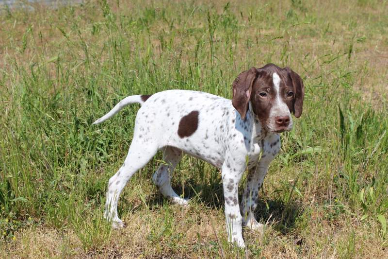 Bracco Francese Pyrenees: Razza - Descrizione - Carattere - Cuccioli ...