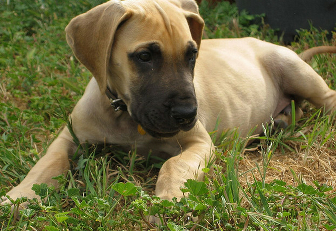 Alano Fulvo: Razza - Descrizione - Carattere - Cuccioli - Foto - Prezzo