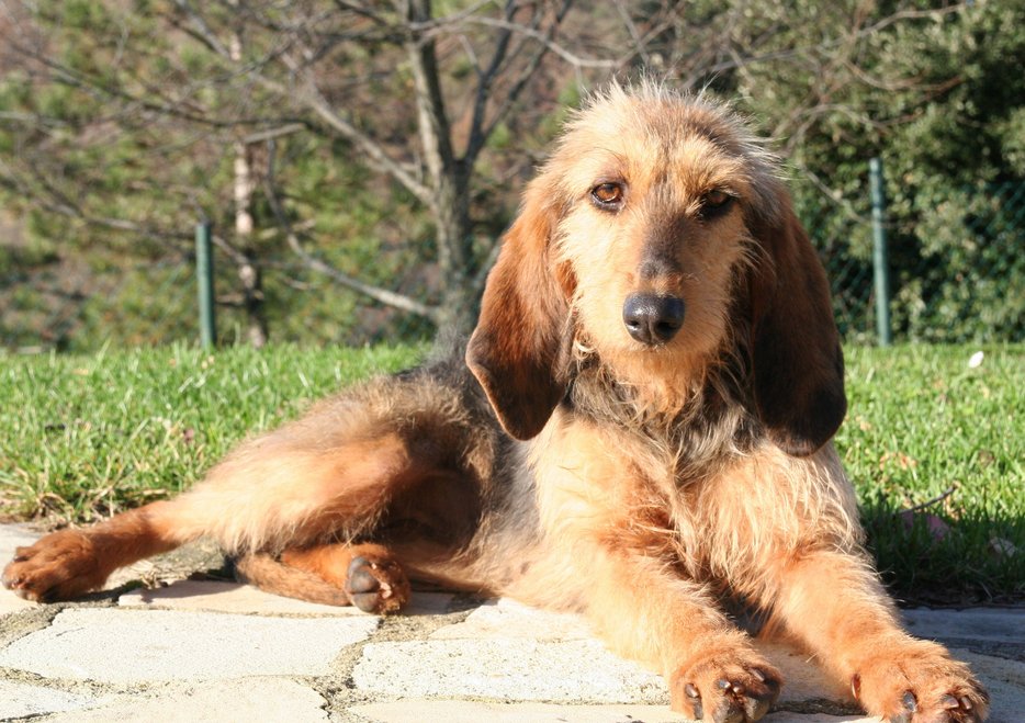 Segugio Italiano Pelo Forte: Razza - Descrizione - Carattere - Cuccioli ...