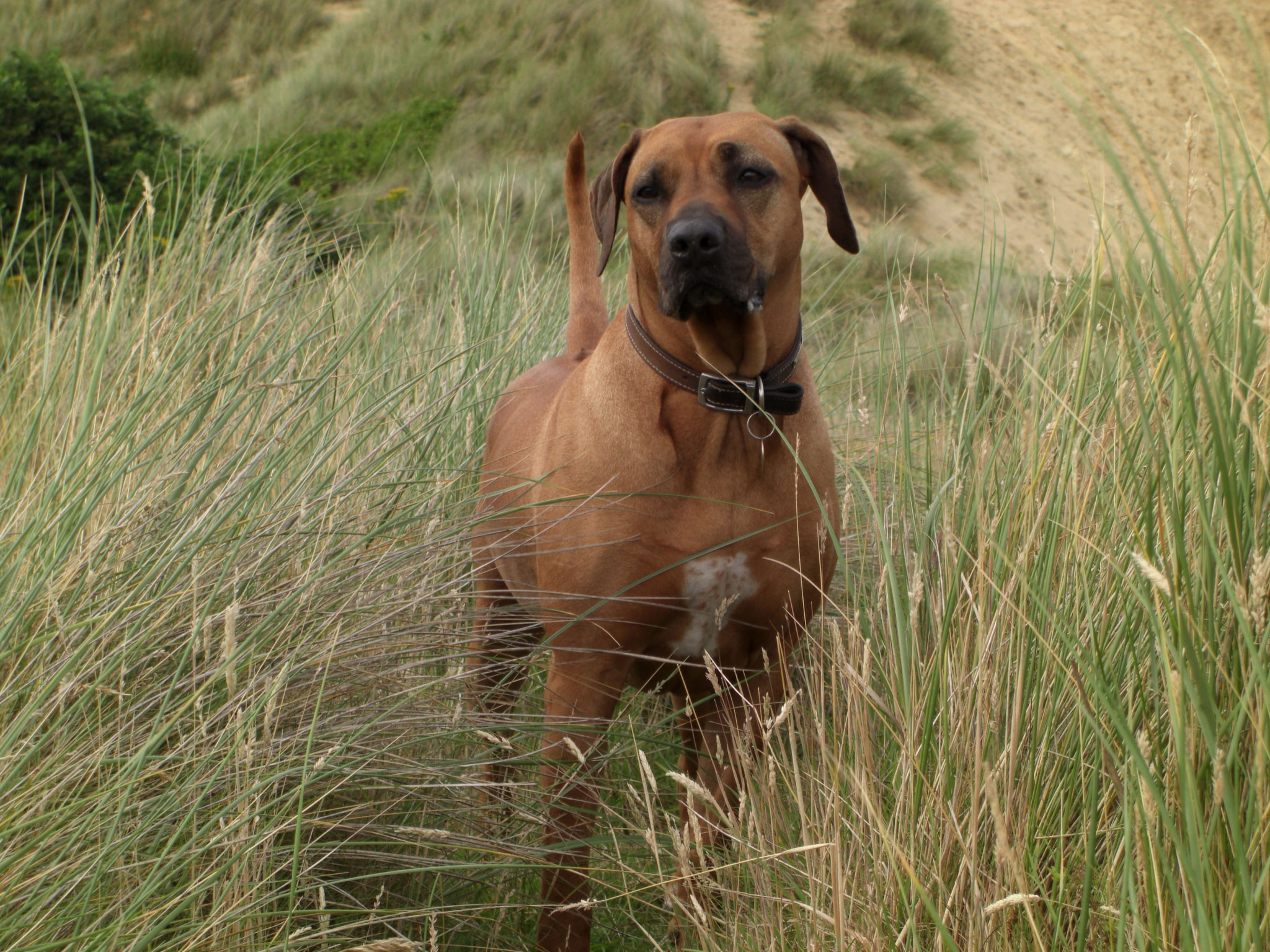 Rhodesian Ridgeback: Razza - Descrizione - Carattere - Cuccioli - Foto ...