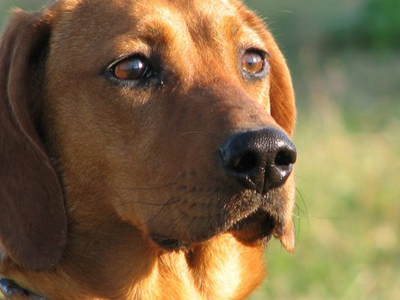 Segugio Italiano Pelo Raso: Razza - Descrizione - Carattere - Cuccioli ...