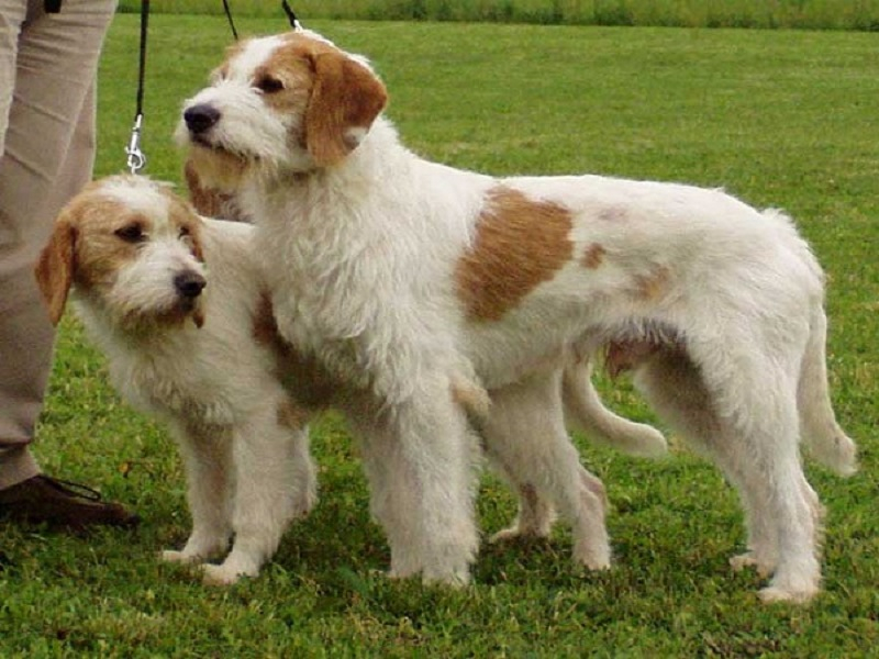 Segugio dell'Istria Pelo Duro: Razza - Descrizione - Carattere ...